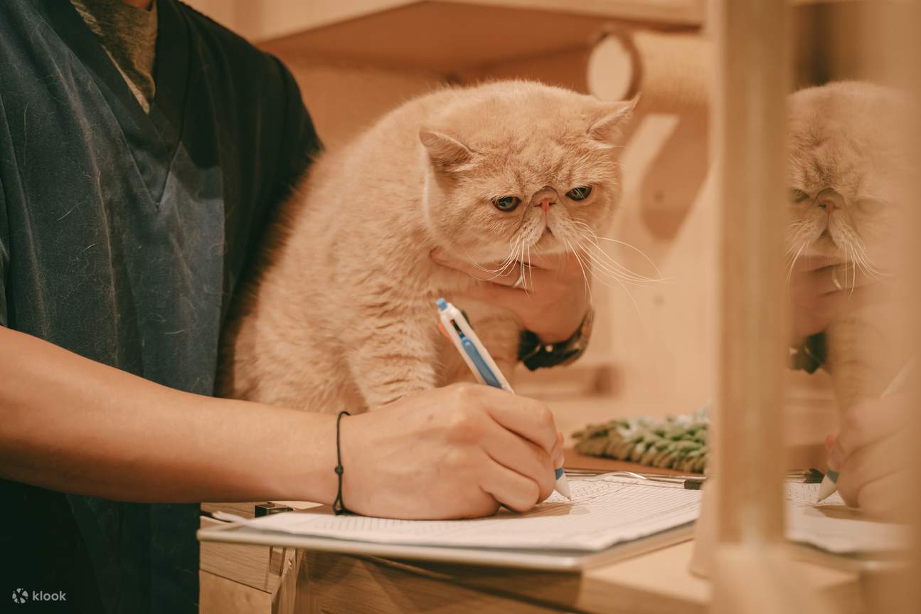 Mau Planet X Mau BnB Cat Hotel in Hong Kong - Klook Philippines